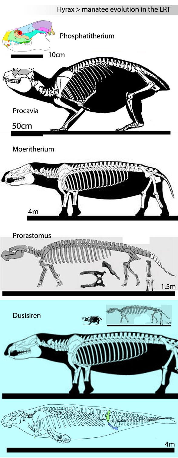 Moeritherium Radinskya And Phosphatherium Moeritherium Radinskya And Phosphatherium