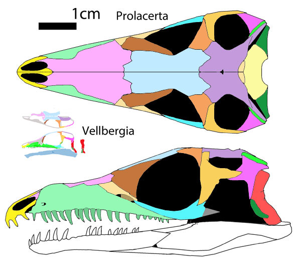 Prolacerta and Vellbergia, Ozimek, Czatkowiella and Ixalerpeton