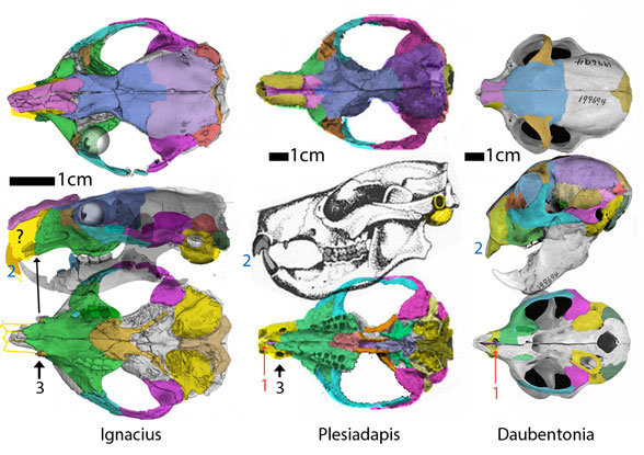 Ignacius, Plesiadapis and Daubentonia