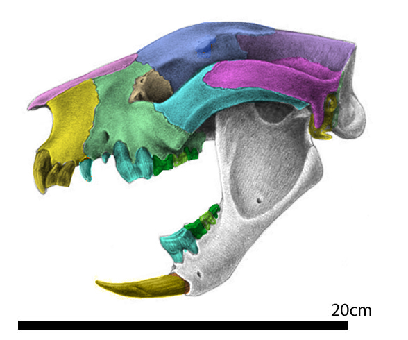 Wakaleo, Thylacoleo and Petaurus