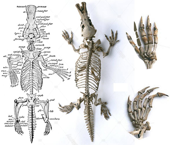 Cifelliodon, Obdurodon, Ornithorhynchus and Tachyglossus
