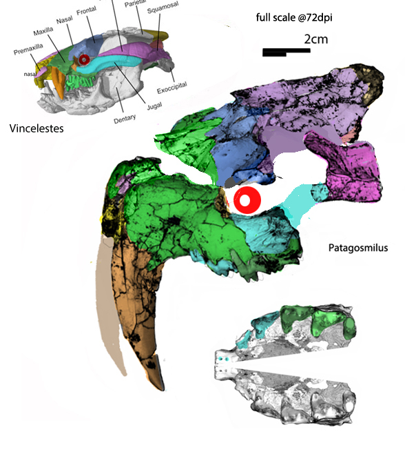 Thinocyon, Vincelestes and Patagosmilus