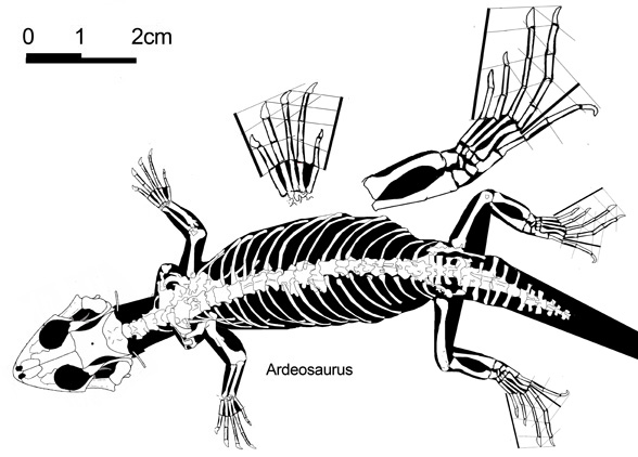 Ardeosaurus - Alchetron, The Free Social Encyclopedia