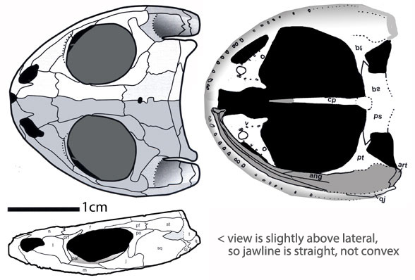 Micromelerpeton and Georgenthalia