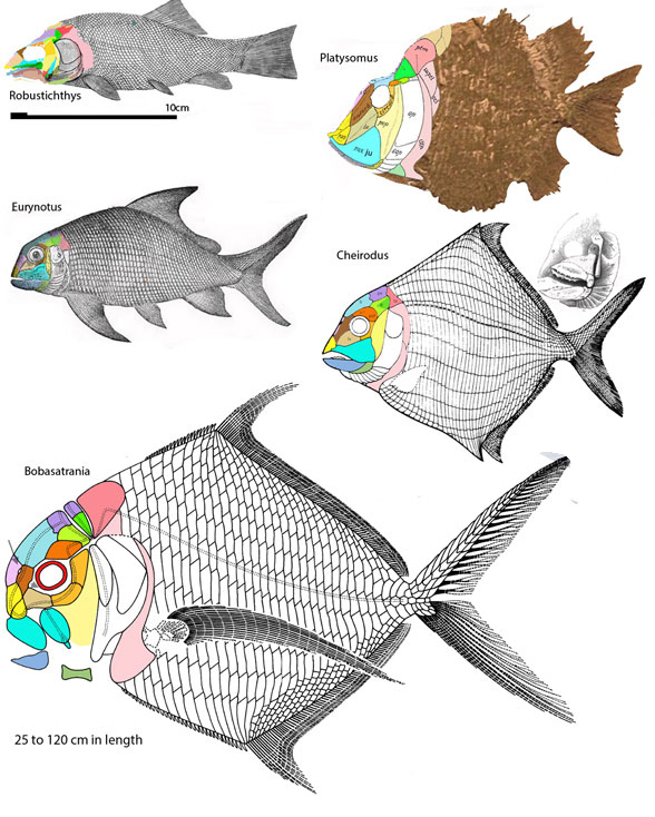 Eurynotus, Platysomus, Cheirodus,