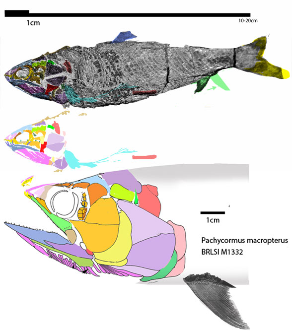 Kalops, Boreosomus, Paratarrasius and Birgeria