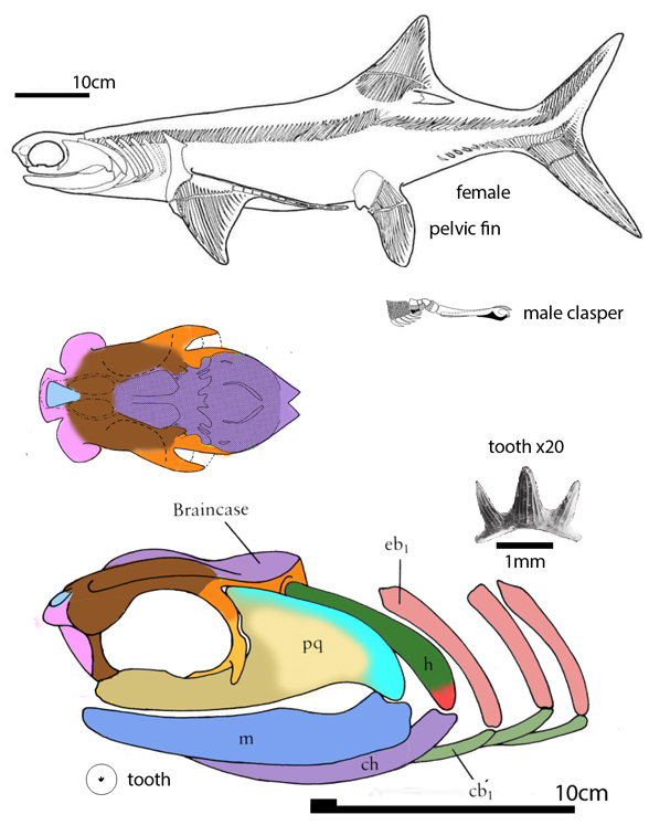 Pucapampella and Falcatus