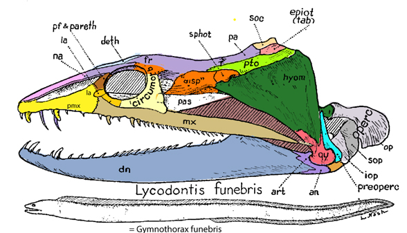 Gymnothorax and Eurypharynx