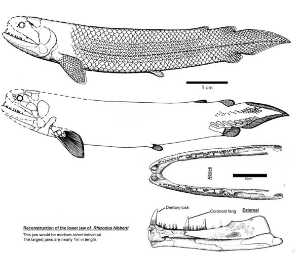 Barameda Rhizodus And Gooloogongia Barameda Rhizodus And Gooloogongia